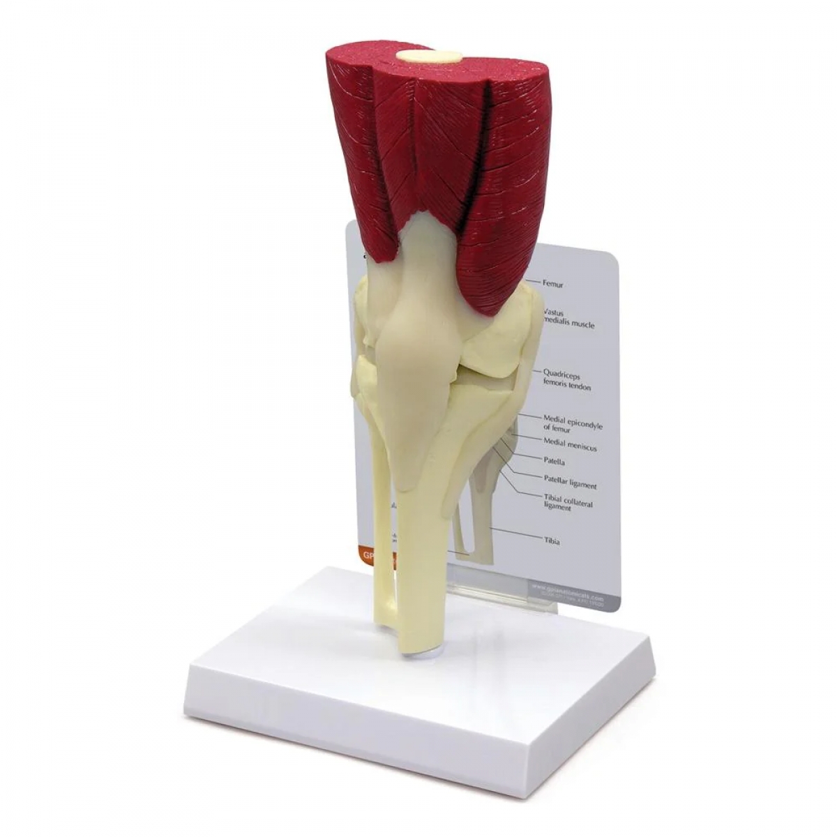 Anatomical Muscled Human Joint Models Set - Myaskro